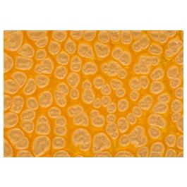 Frida Glass Paint Pearl Effect Glass Paint 30 ml - Amber | Jerry's Artarama